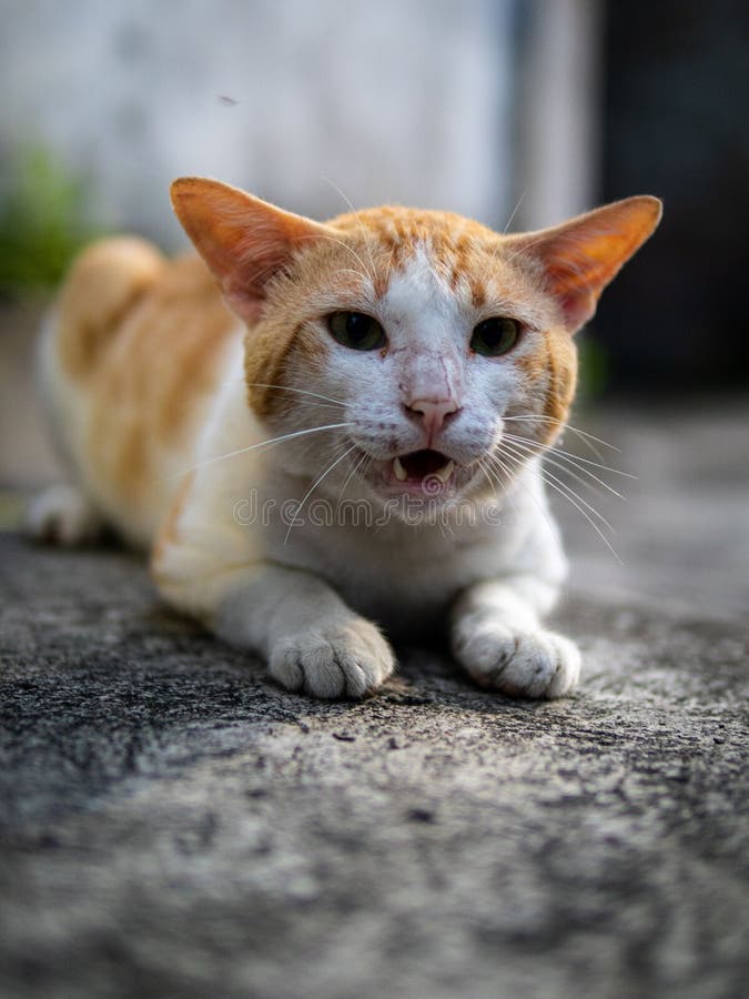 Vertical Shot of a Ginger Stray Cat in Jakarta Stock Photo - Image of ...