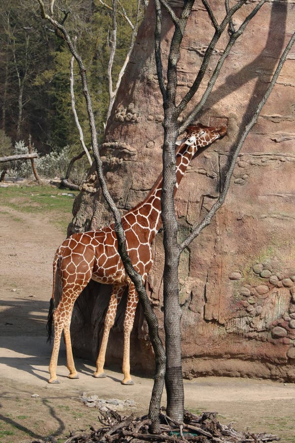 Giraffe Stone Statue in Munnar Hill Station Kerala Stock Photo - Image ...
