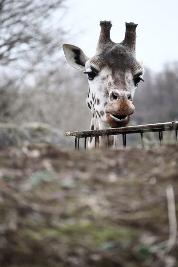 Vertical Shot of a Giraffe Looking at the Camera Stock Image - Image of ...
