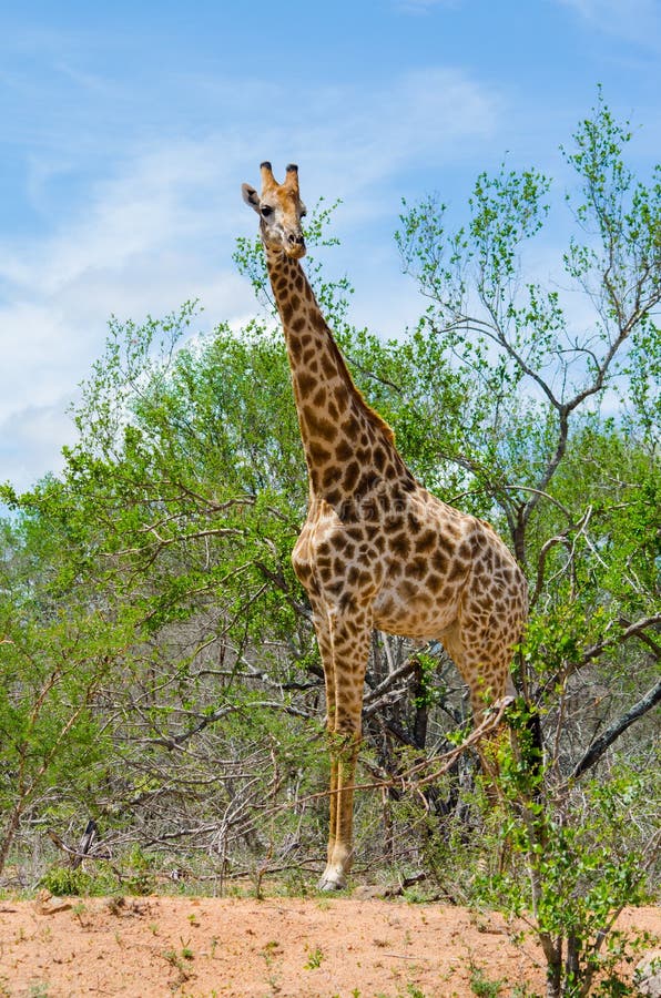 Vertical Shot of Giraffe stock image. Image of neck, animal - 94612935