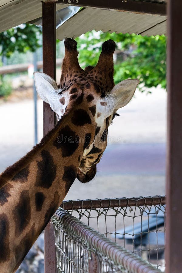 Vertical Shot of a Giraffe in a Zoo Stock Photo - Image of fence, brown ...