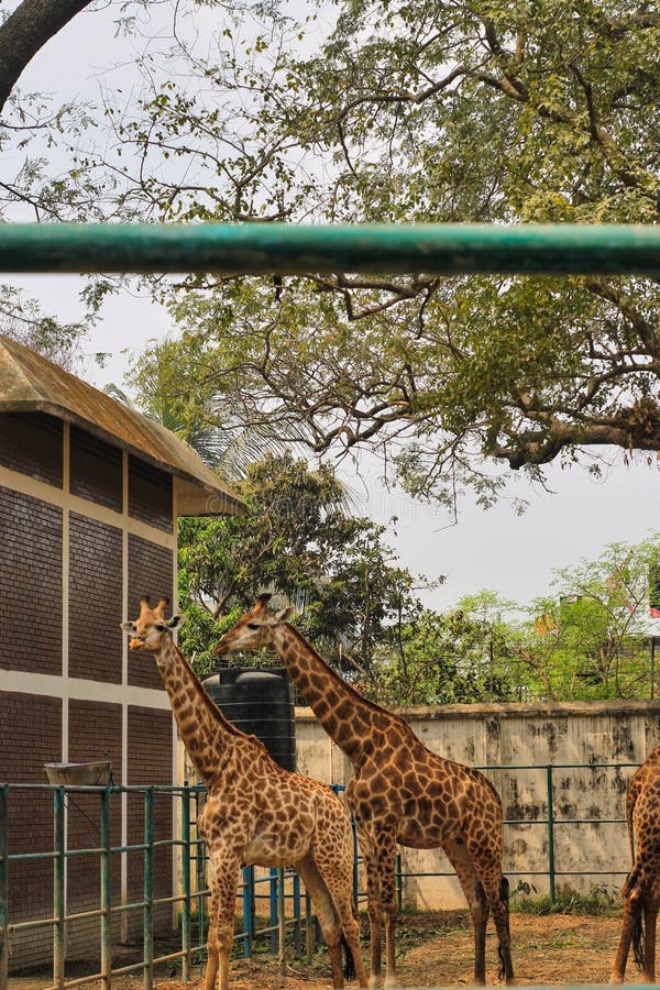 Vertical Shot of Giraffes Outdoors in a Zoo during Daylight Stock Photo ...