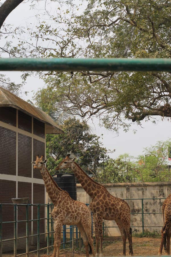 Vertical Shot of Giraffes at the Zoo Stock Image - Image of wildlife ...