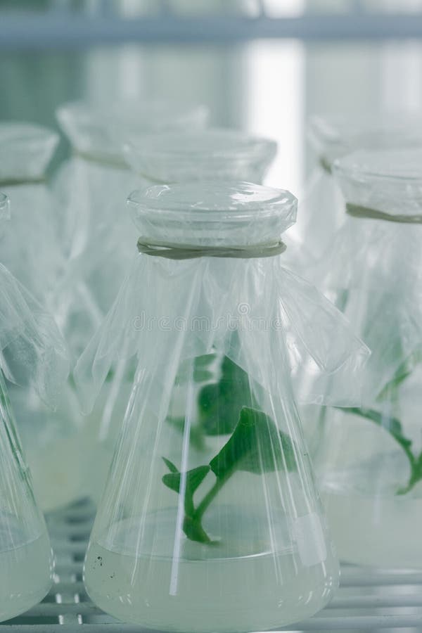 Vertical Shot of Glass Containers with Plants Stock Image - Image of ...