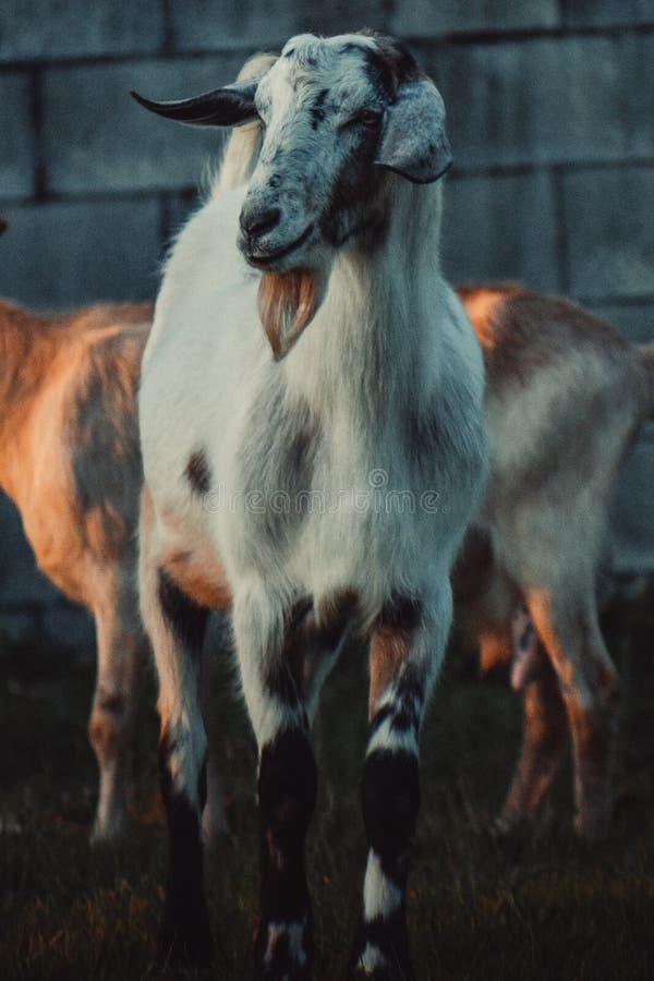 Vertical Shot of a Goat Behind Others in Front of a Wall Stock Photo ...