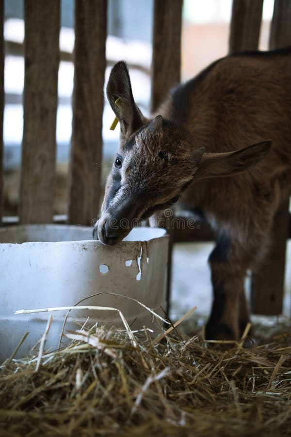 Vertical Shot of a Goat Biting a Container on a Farm Stock Image ...