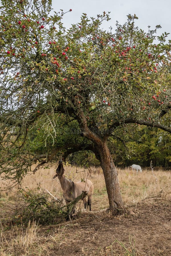 Vertical Shot of a Goat Eating a Tree Leaf Stock Photo - Image of ...