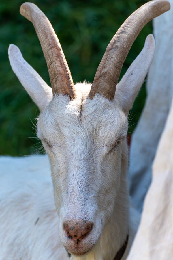 Vertical Shot of a Goat S Head and Horns Stock Photo - Image of ...