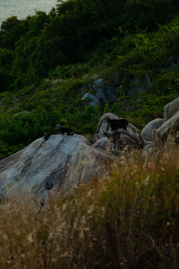 Vertical Shot of Goats on Standing on Rocks in Vietnam Stock Photo ...