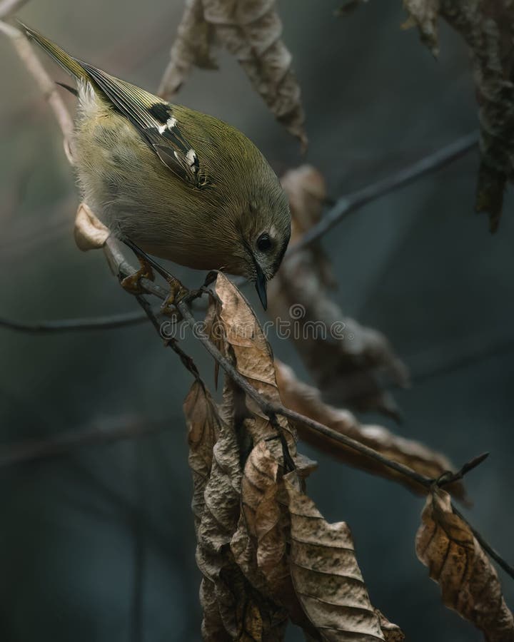 Vertical Shot of a Gold Crest in Its Natural Habitat Stock Image ...