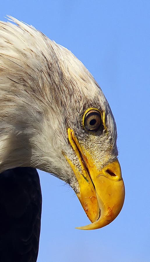 Vertical Shot of a Golden Eagle Stock Image - Image of animal, flying ...