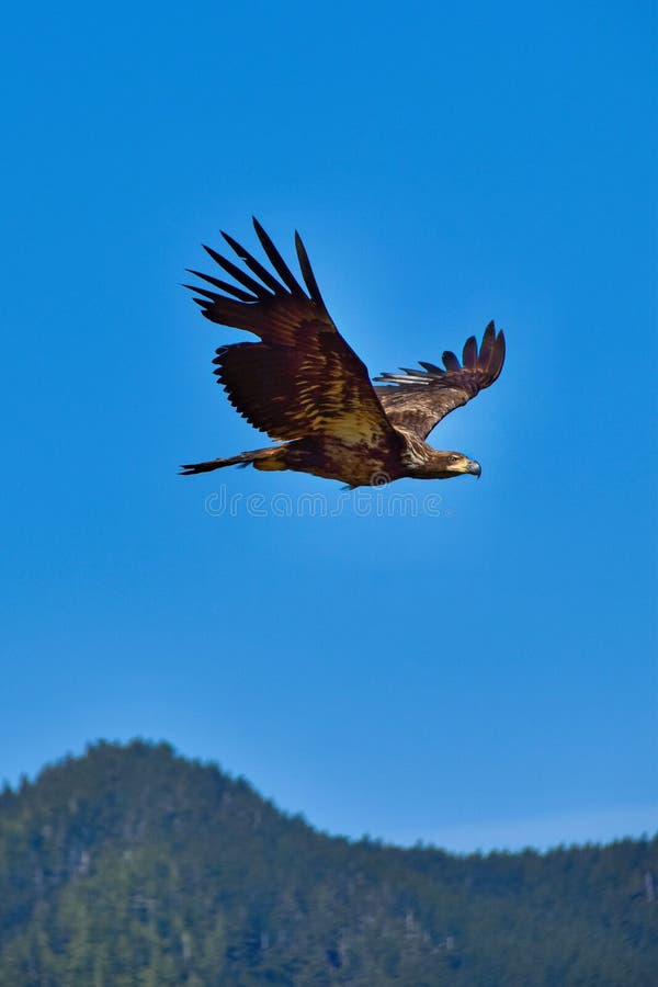 Vertical Shot of a Golden Eagle (Aquila Chrysaetos) Flying in the Blue ...