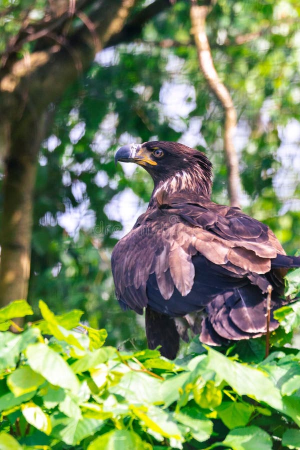 Vertical Shot of a Golden Eagle Bird Sitting on a Tree Surrounded by ...