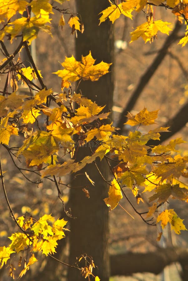 Vertical Shot of Golden Leaves on Branches in Autumn with the Tree ...