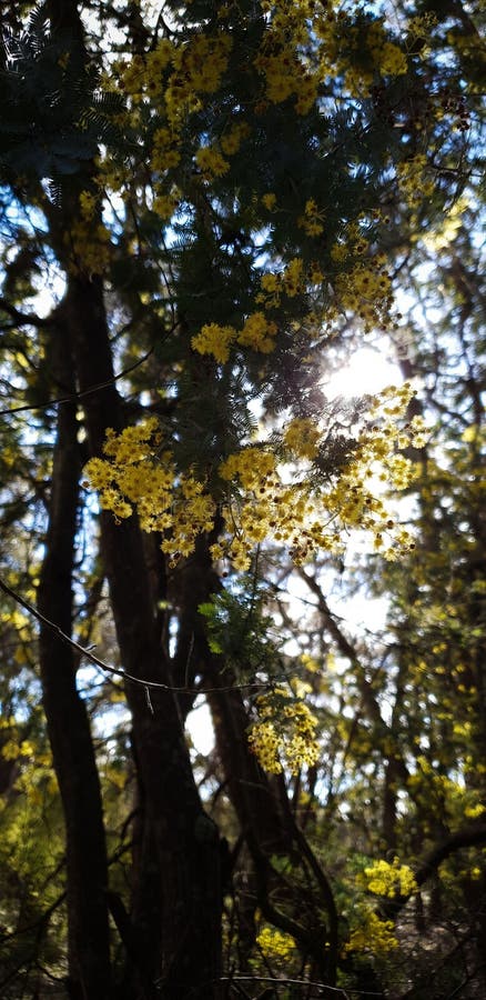 Vertical Shot of a Golden Mimosa Tree in the Forest Stock Image - Image ...