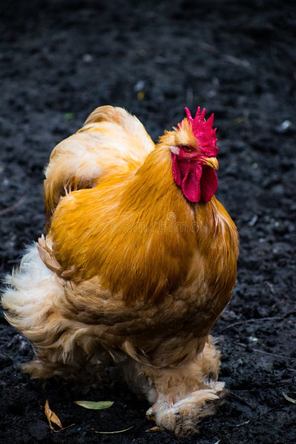 Vertical Shot of a Golden Yellow Rooster Standing in Soil Stock Photo ...
