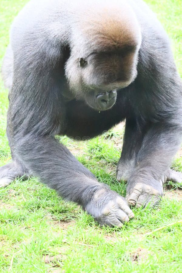 Gorilla picking its nose stock photo. Image of african - 26242370