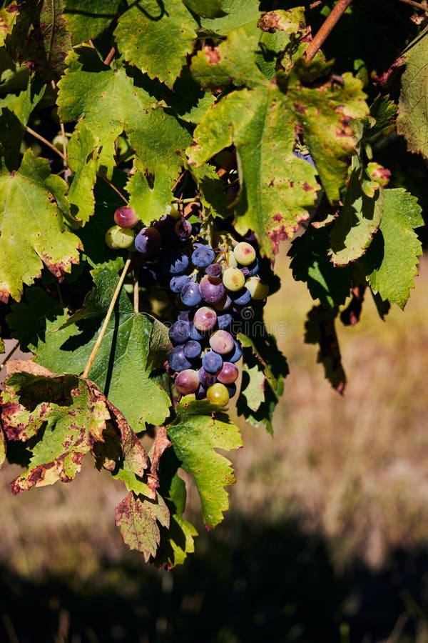 Vertical Shot of a Grapevine on a Branch Stock Image - Image of nature ...