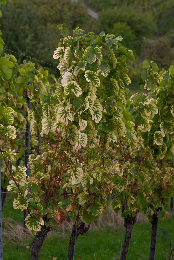 Vertical Shot of Grapevine Leaves with Magnesium Deficiency on the ...