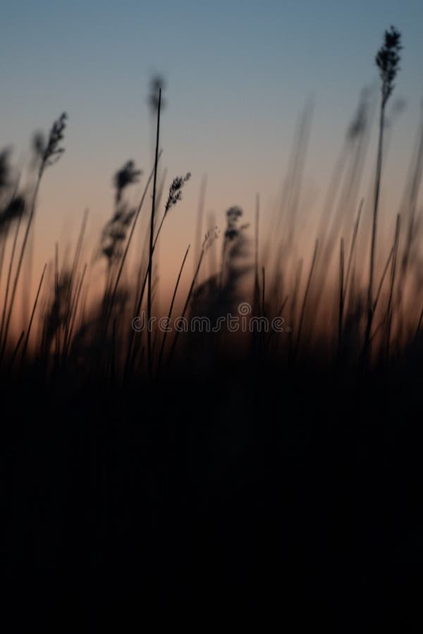 Vertical Shot of a Grass Field during Sunset Hours Stock Photo - Image ...
