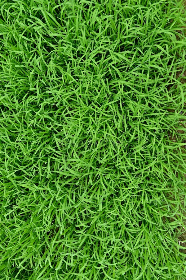 Vertical Shot of Grass Lawn Stock Photo - Image of vertical, summer ...