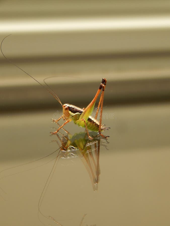 Vertical Shot of Grasshopper on Reflective Surface Stock Photo - Image ...
