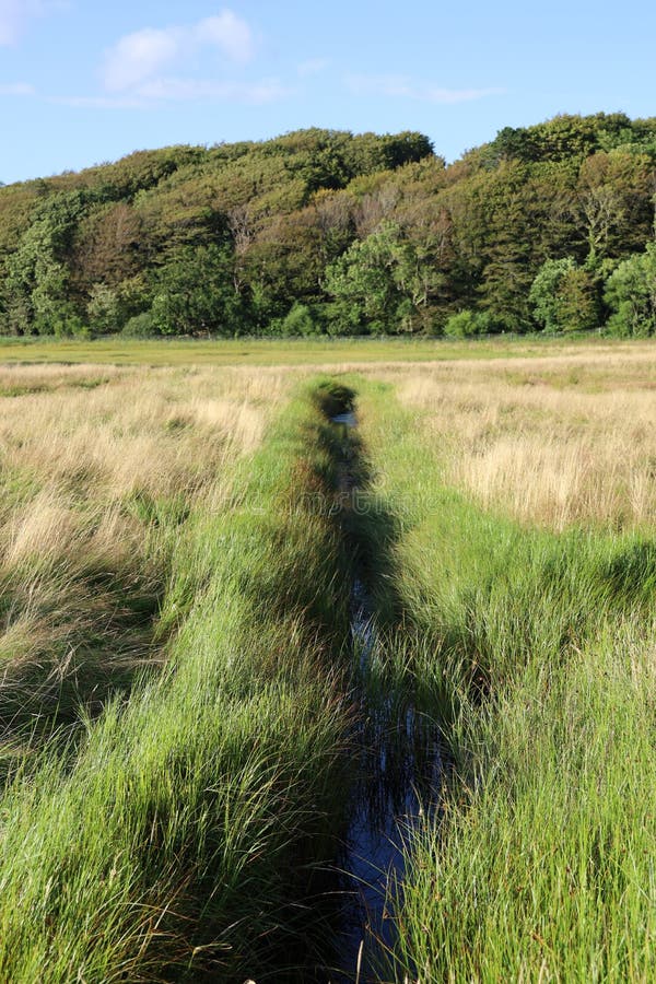 Vertical Shot of Grassland and Trees Stock Image - Image of natural ...