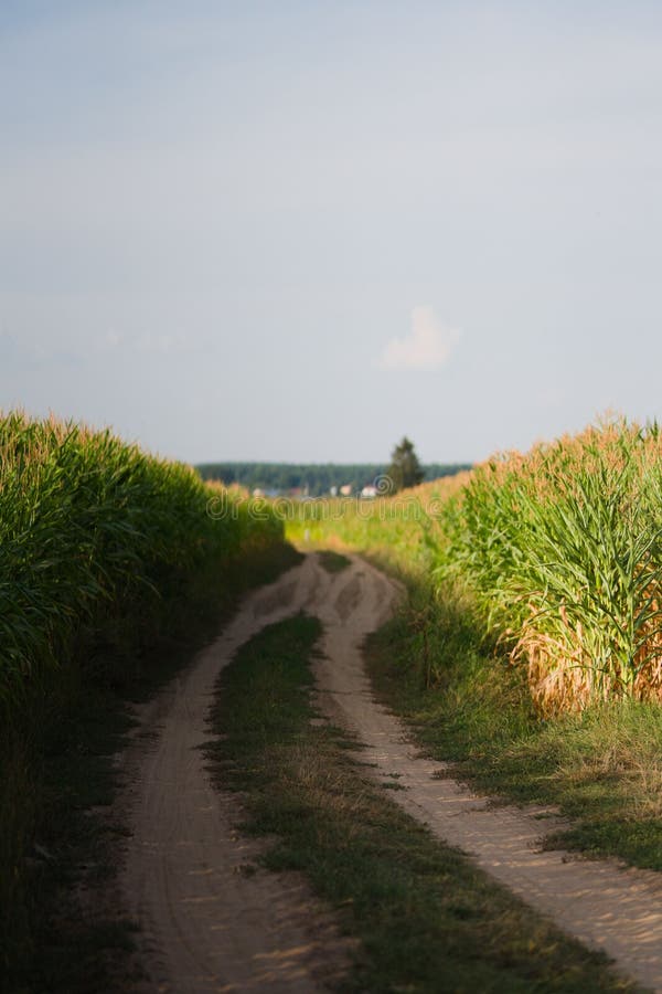 Vertical Shot of a Gravel Road between Corn Fields in Countryside Stock ...