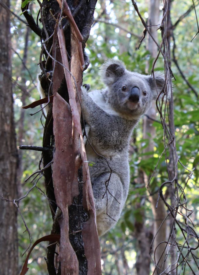 Vertical Shot of a Gray Koala Hanging on a Tree Stock Photo - Image of ...