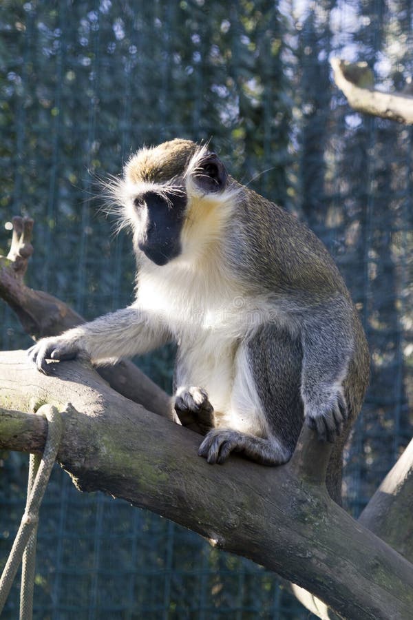 Vertical Shot of a Gray Langur Monkey Sitting on the Tree Branch Stock ...