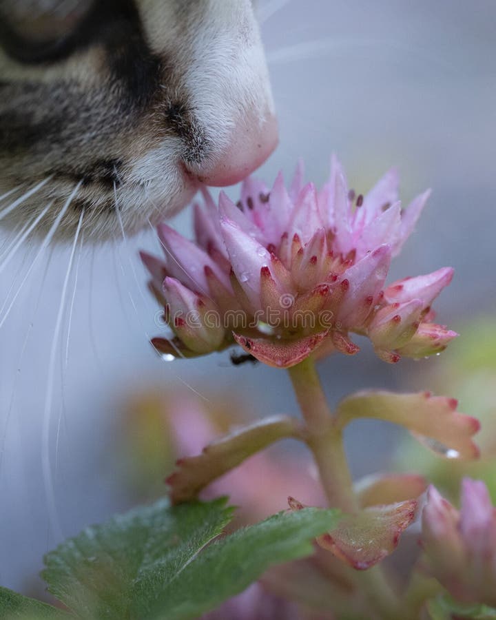 Vertical Shot of a Gray Tabby Cat Smelling a Flower Stock Photo - Image ...