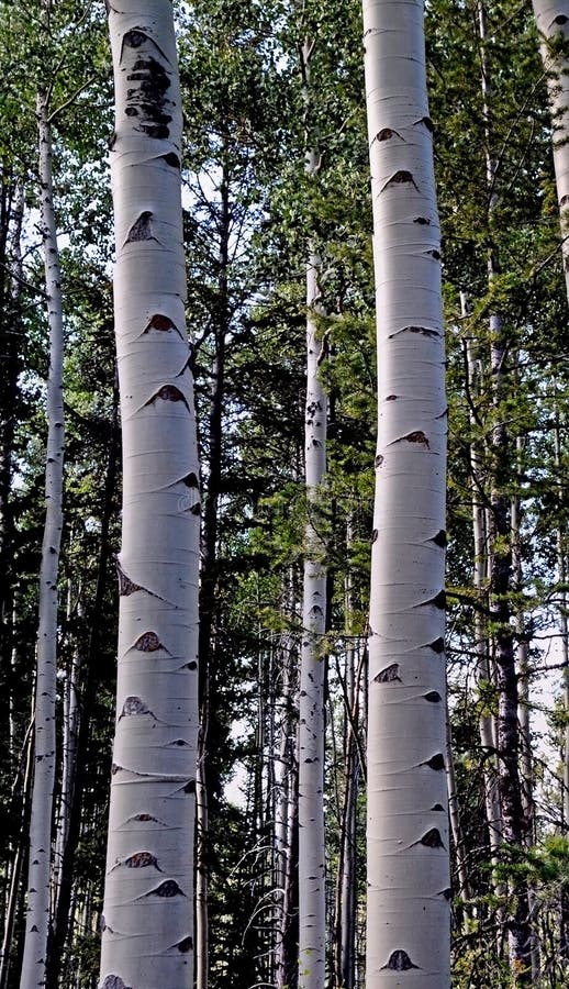 Vertical Shot of Gray Tree Trunks in the Forest during the Daytime ...