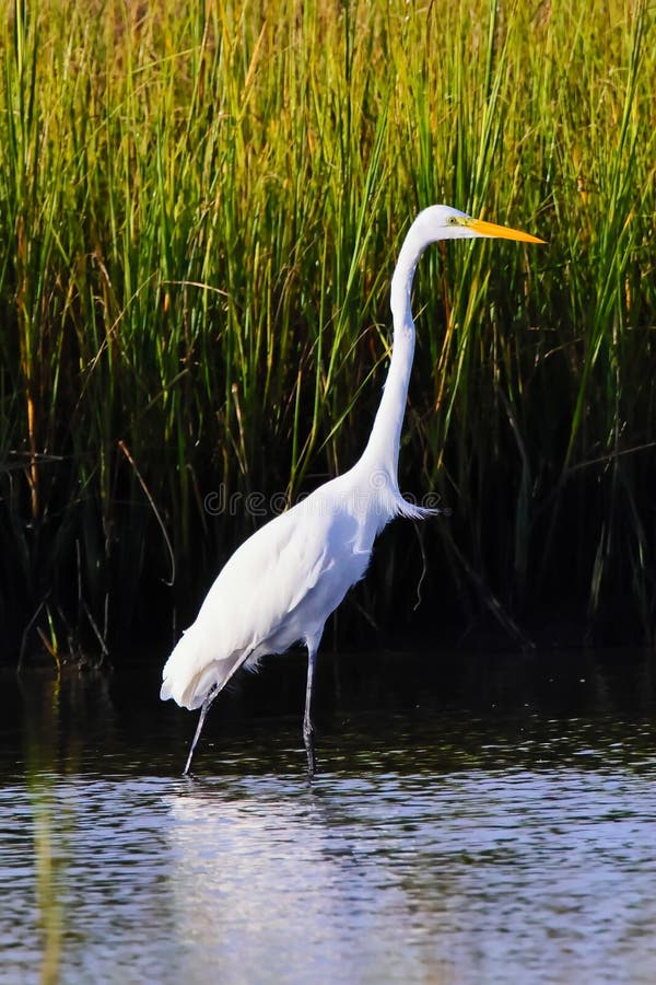 Great Egrat Stock Photos - Free & Royalty-Free Stock Photos from Dreamstime