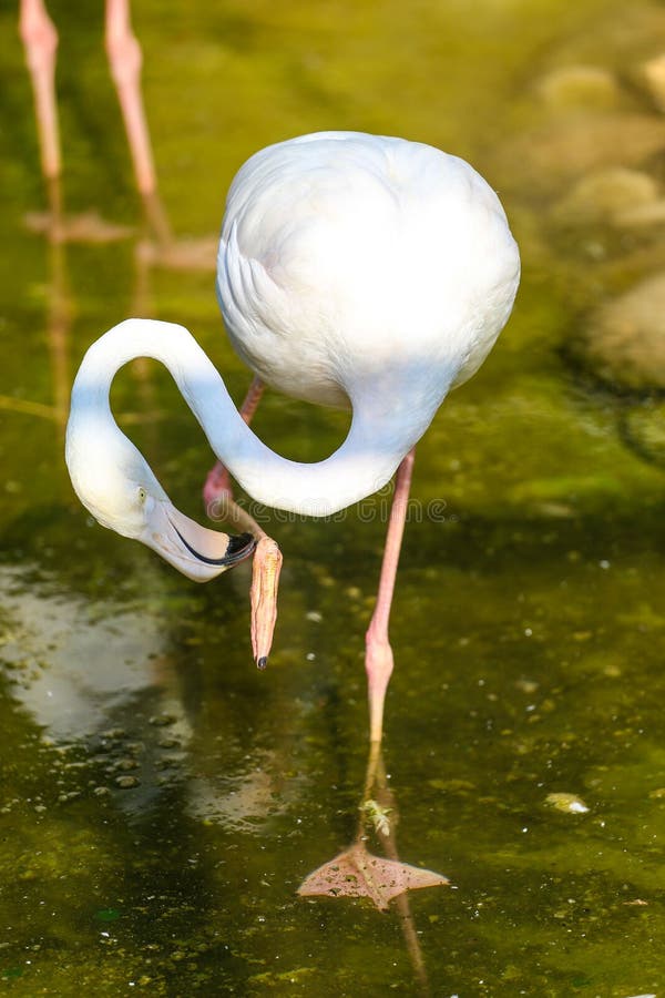Vertical Shot of a Greater Flamingo in the Lake Stock Photo - Image of ...