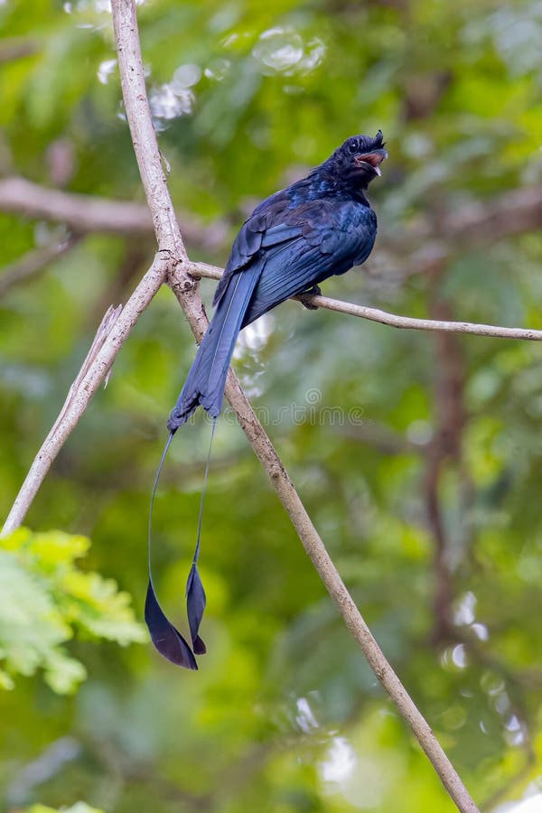 Vertical Shot of a Greater Racket-tailed Drongo Perched on a Tree ...