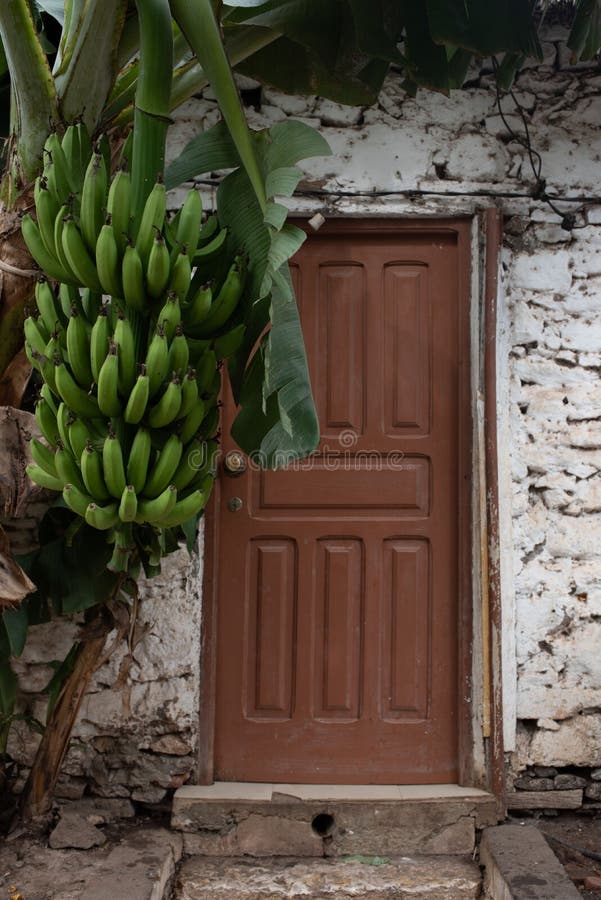 Vertical Shot of a Green Banana Tree in Front of a Small House Stock ...
