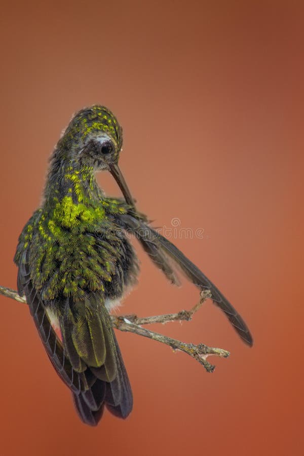 Vertical Shot of a Green Bee Hummingbird Scratching Its Feathers at the ...