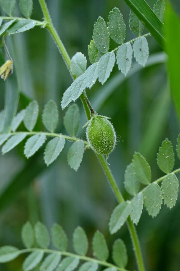 Vertical Shot of a Green Chickpea on a Tree Surrounded by Small Leaves ...