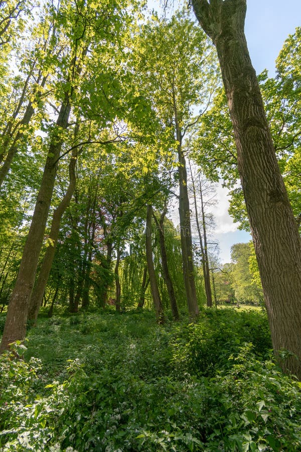 Vertical Shot of a Green Forest with Tall Trees Stock Image - Image of ...