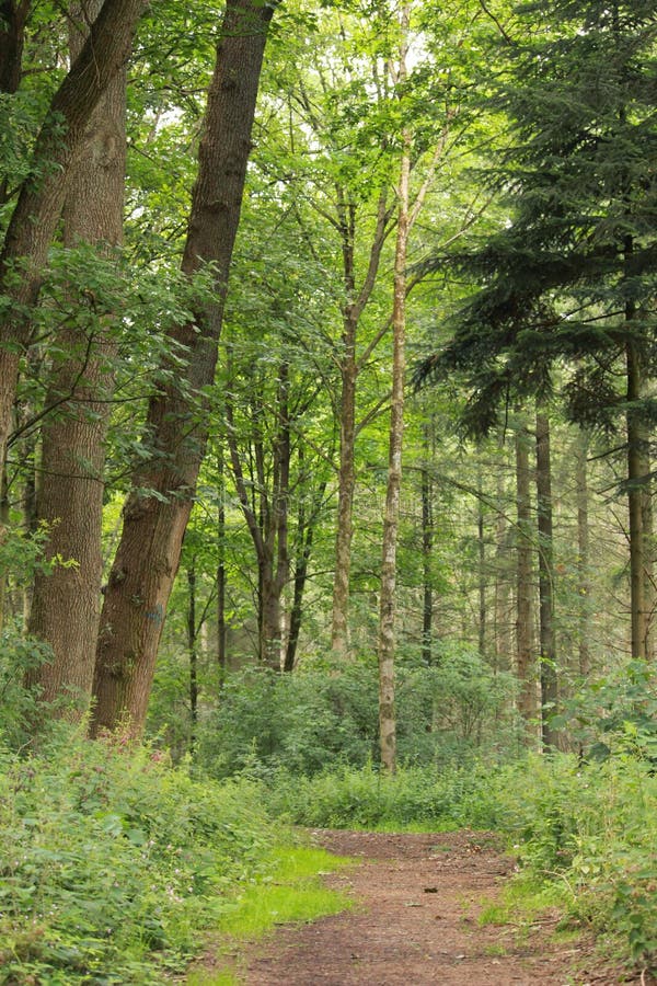 Vertical Shot of a Green Forest with Tall Trees in Spring Stock Photo ...
