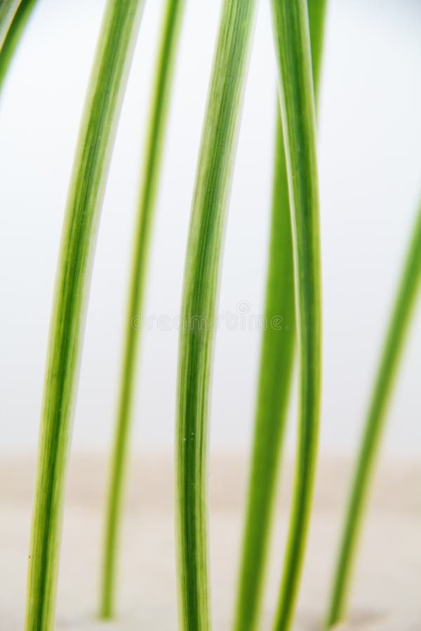 Vertical Shot of Green Grass Stock Photo - Image of growth, natural ...