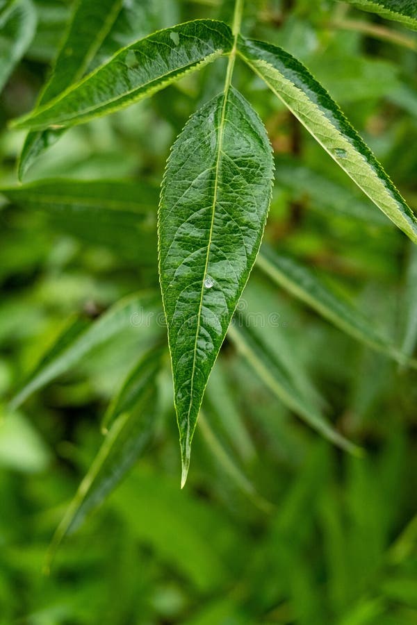 Vertical Shot of the Green Leaves of the Common Ash Tree Stock Photo ...