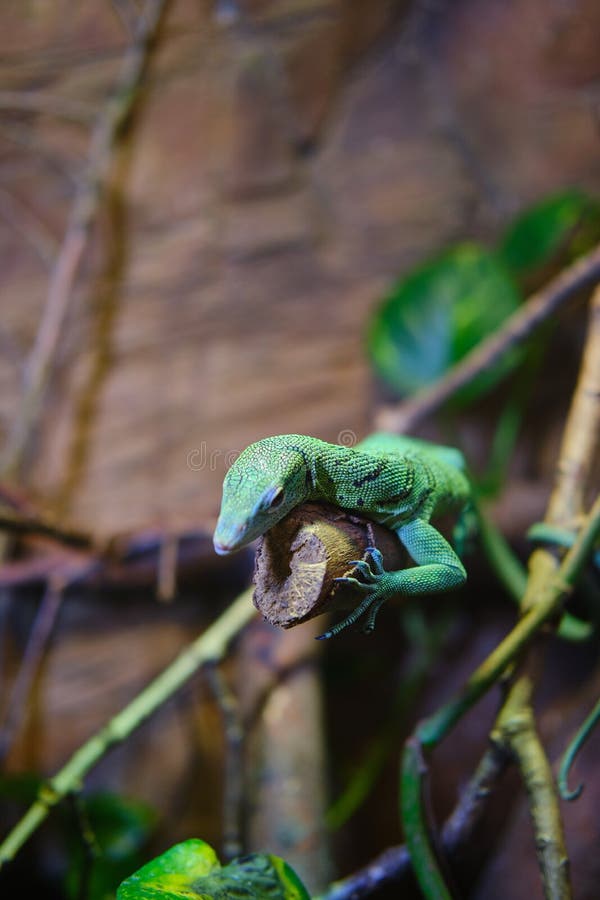 Vertical Shot of a Green Lizard on a Branch of a Tree Stock Photo ...