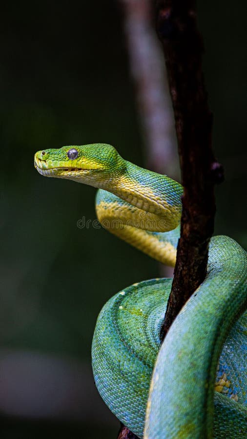 Vertical Shot of a Green Snake Curled on a Tree Branch Stock Image ...
