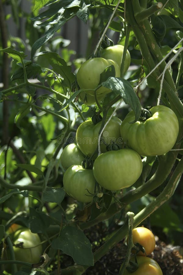 Vertical Shot of Green Tomatoes on a Tomato Shrub in Seattle Stock ...