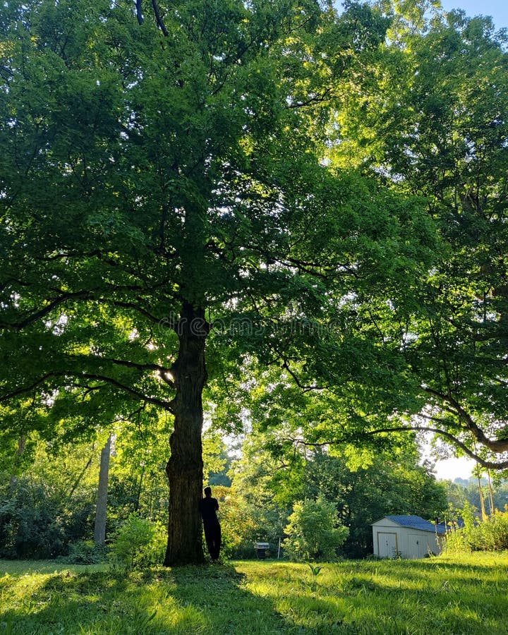 Vertical Shot of a Green Tree Growing in a Garden Stock Photo - Image ...