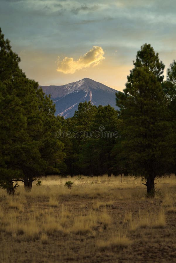 Vertical Shot of the Green Trees Growing in the Valley with Dry Grass ...