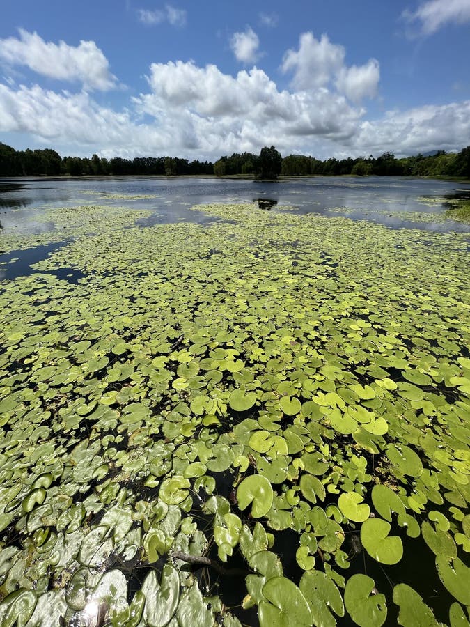Vertical Shot of Green Water Lily Pads Stock Photo - Image of summer ...