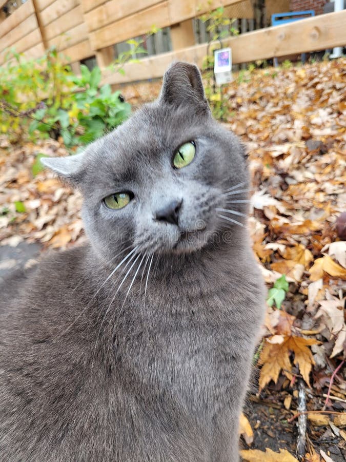 Vertical Shot of a Grey Cat Sitting Outdoors Stock Photo - Image of ...