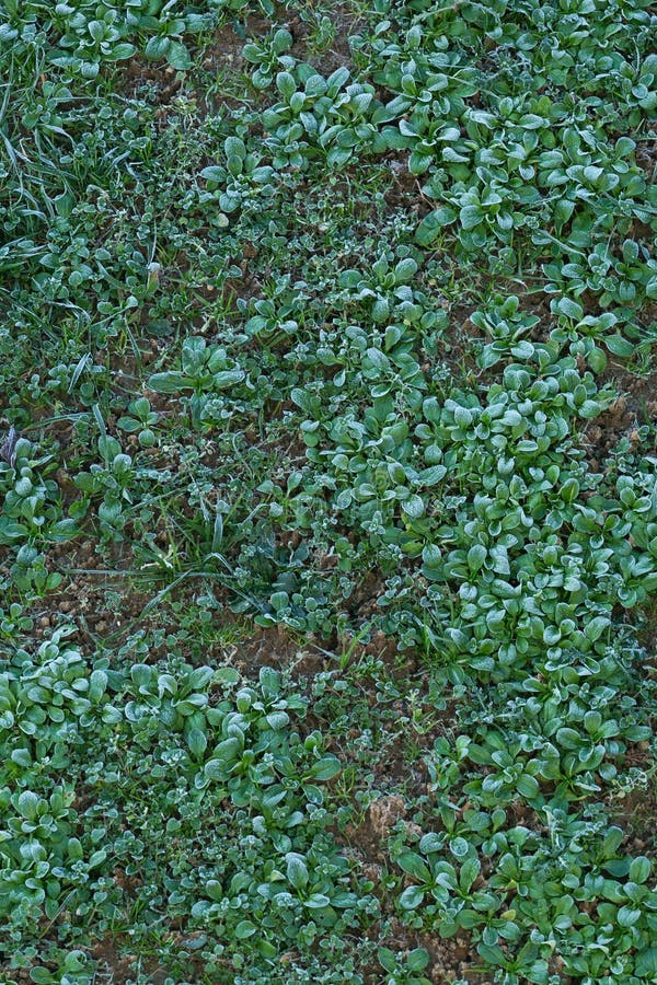 Vertical Shot of a Ground Covered with Different Kinds of Greenery ...